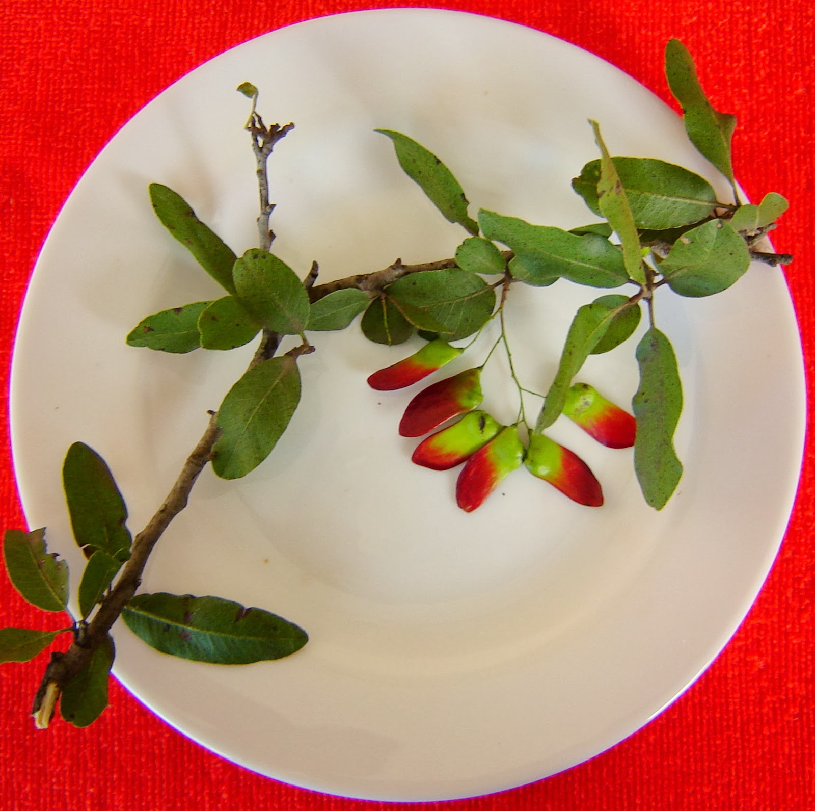 v e r d e c h a c o: Quebracho / Quebracho colorado