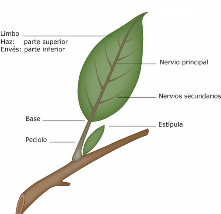 Las Plantas: Nomofilo de Plantas Dicotiledoneas