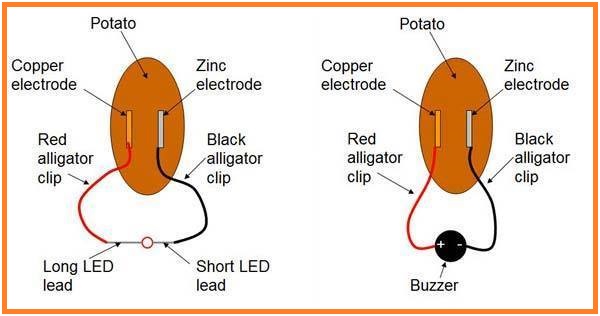 How to Produce Electricity by Potatoes? #Try it - EEE COMMUNITY