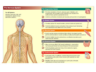Human System Interactions: Nervous System