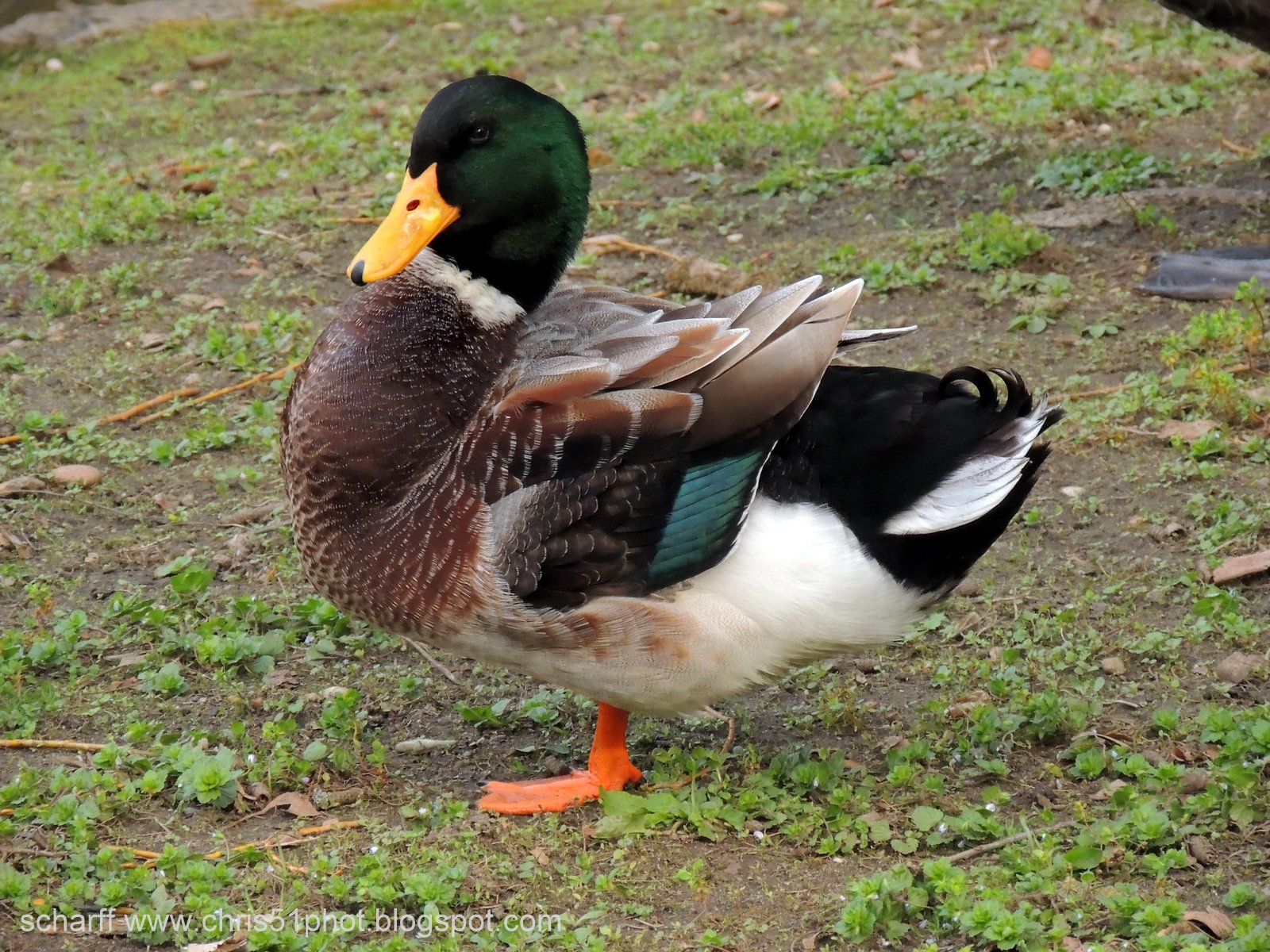 photosnature et pol: un très gros canard