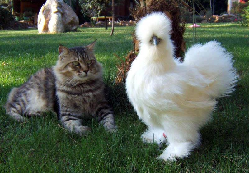 Bantam Chicken | Pet Lover