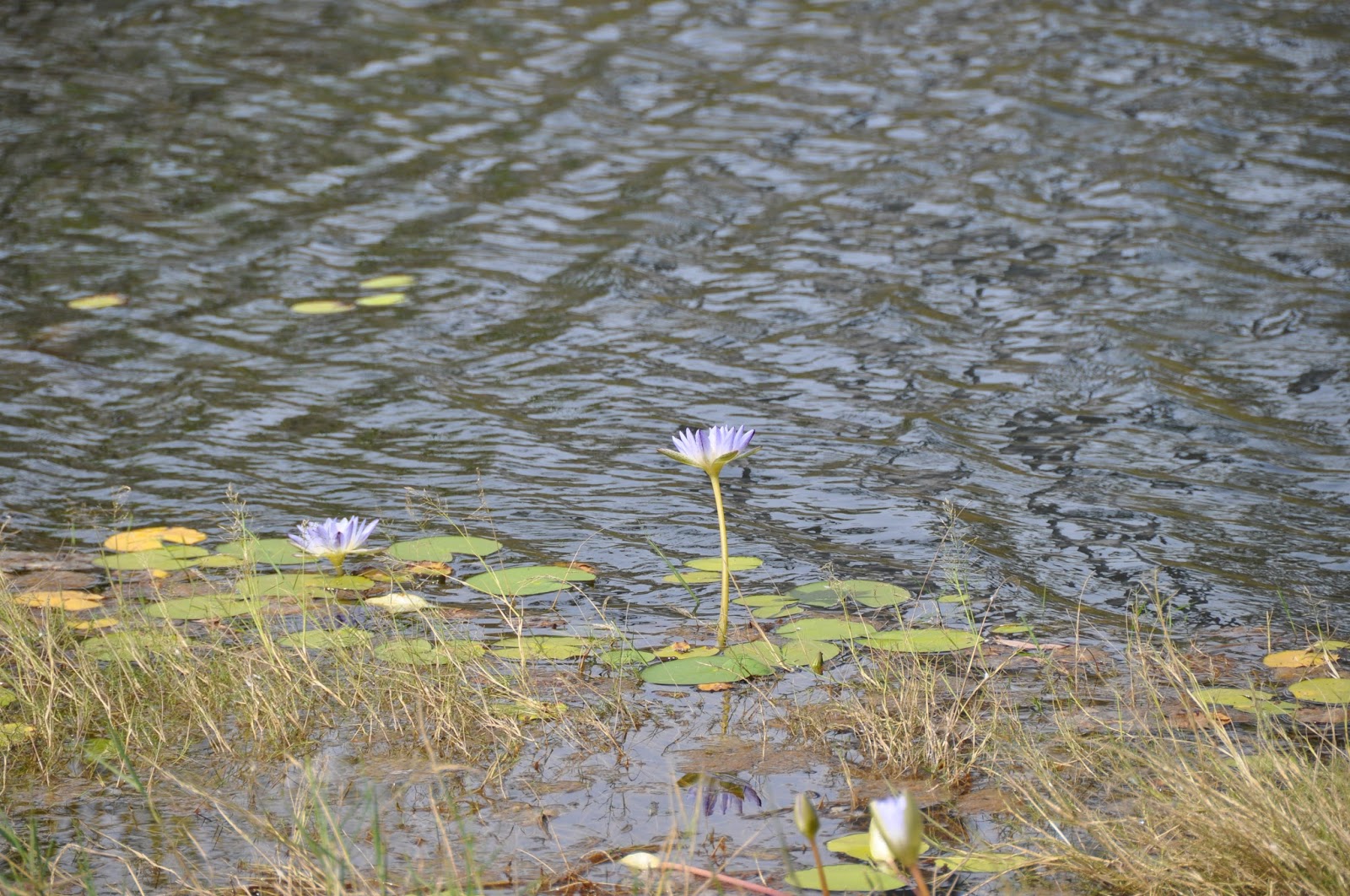 BarbaraTVan: BARBARA'S KIMBERLEY ADVENTURE - THE GIBB RIVER ROAD TO ...