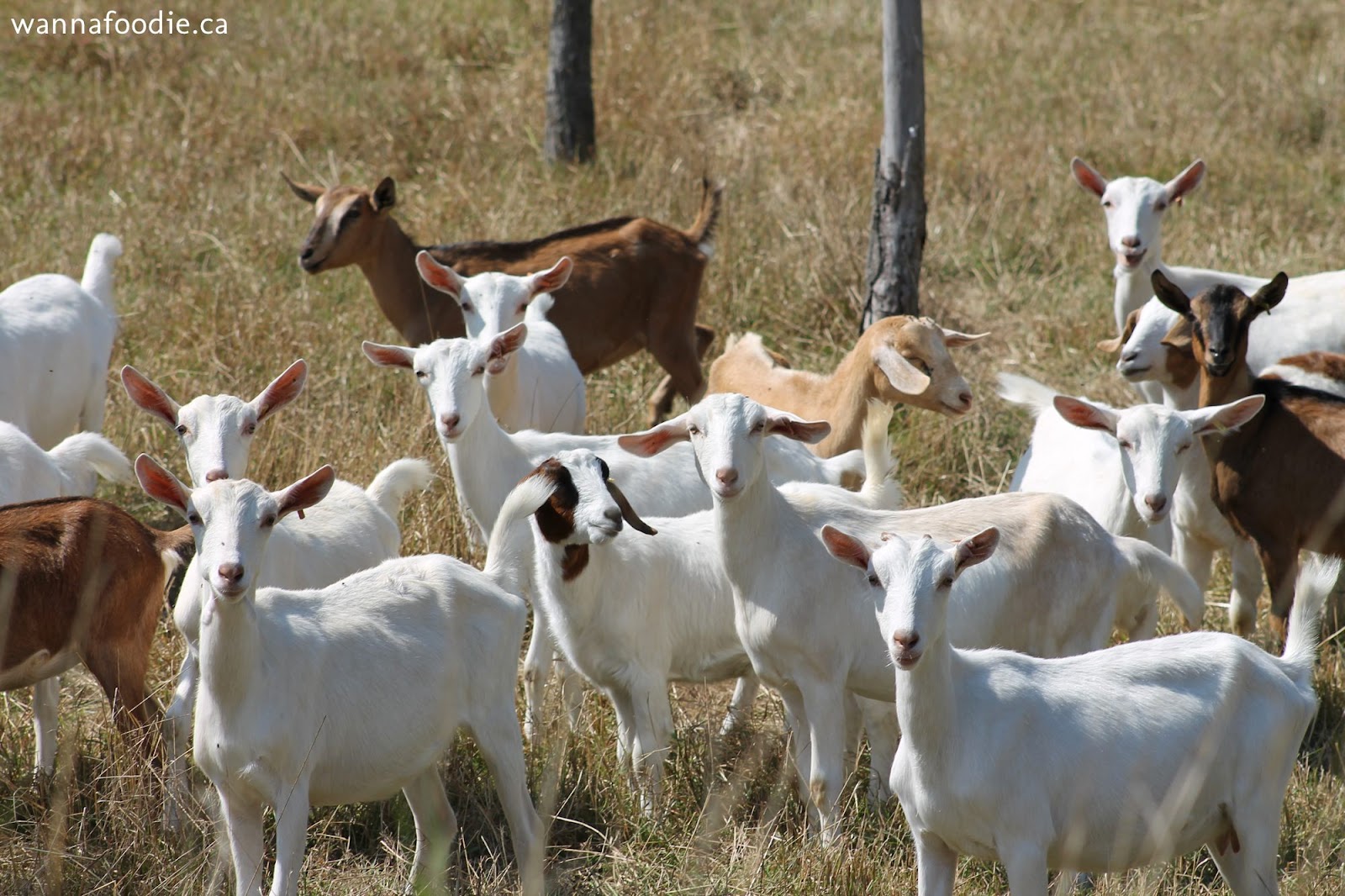 wannafoodie.ca: Cheesepalooza: Basic Chevre