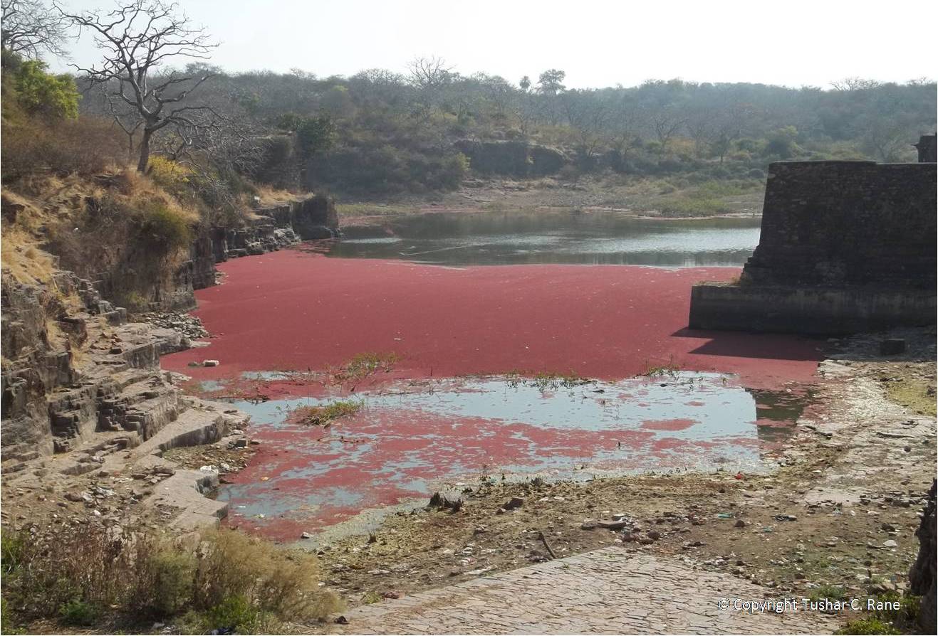 My Travel Stories.....Tushar Rane: Ranthambore Tiger Safari and Fort Visit