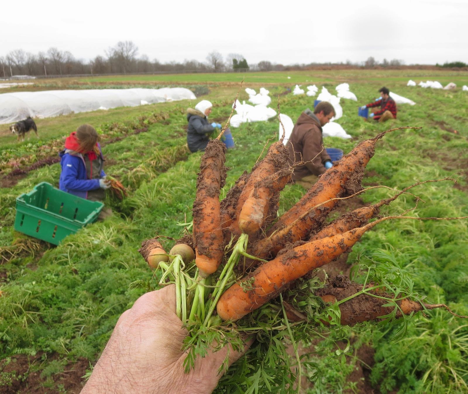 Princeton Nature Notes: Rescuing Carrots On an Organic Farm