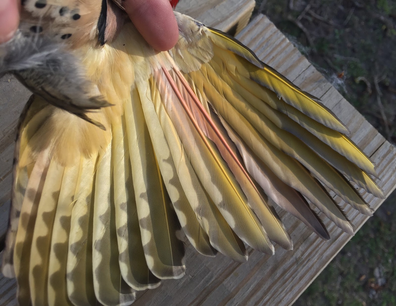 Presque Isle State Park Bird Banding: Fun with Flickers!
