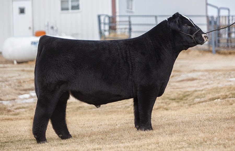 RCC Blog: Rodgers Bulls