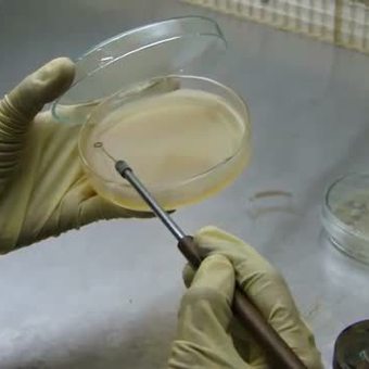 CORREO RECIBIDO: Julius Richard Petri el científico al que le debemos mucho