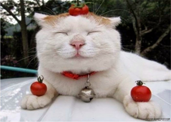 Wallpaper Kucing Lucu | Deloiz Wallpaper