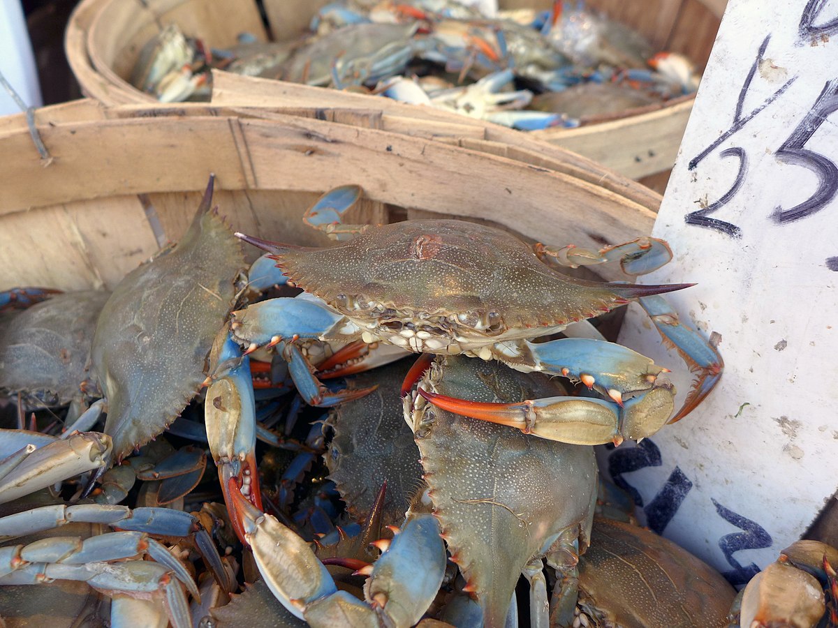 Crab Export Philippines - Mud Crab Exporters, Mud Crab Manufacturers ...