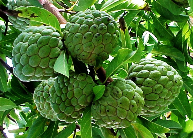 Ata - Annona squamosa L.