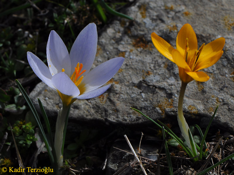 The Country Of Crocuses