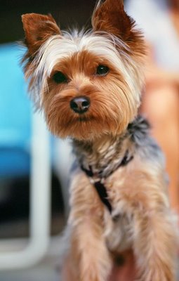 HOSPITALANDIA - OSPITALE HANDIA: MI PERRA TARA