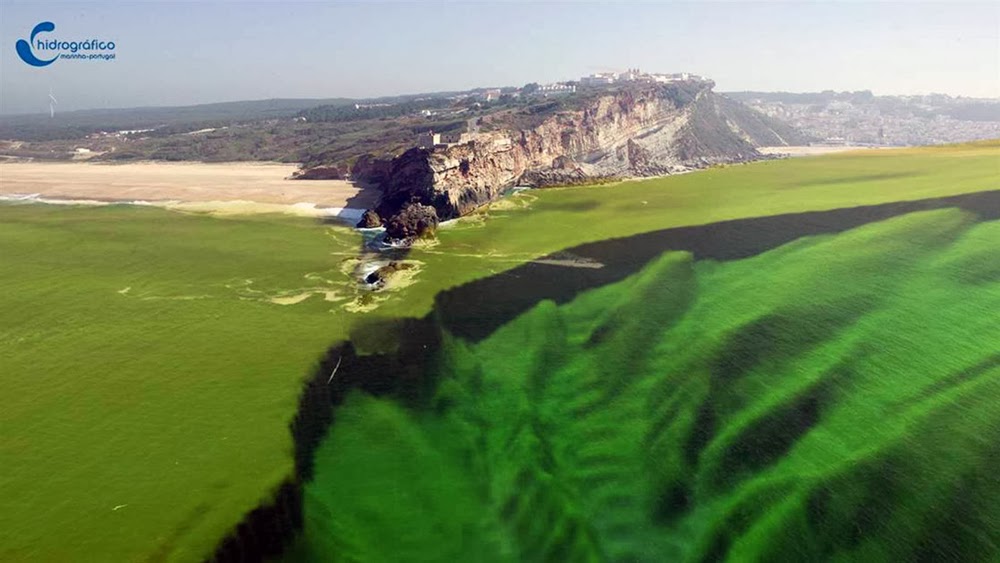 BLOGUE BARCO À VISTA: ONDA DA NAZARÉ, COMO SE FORMA?