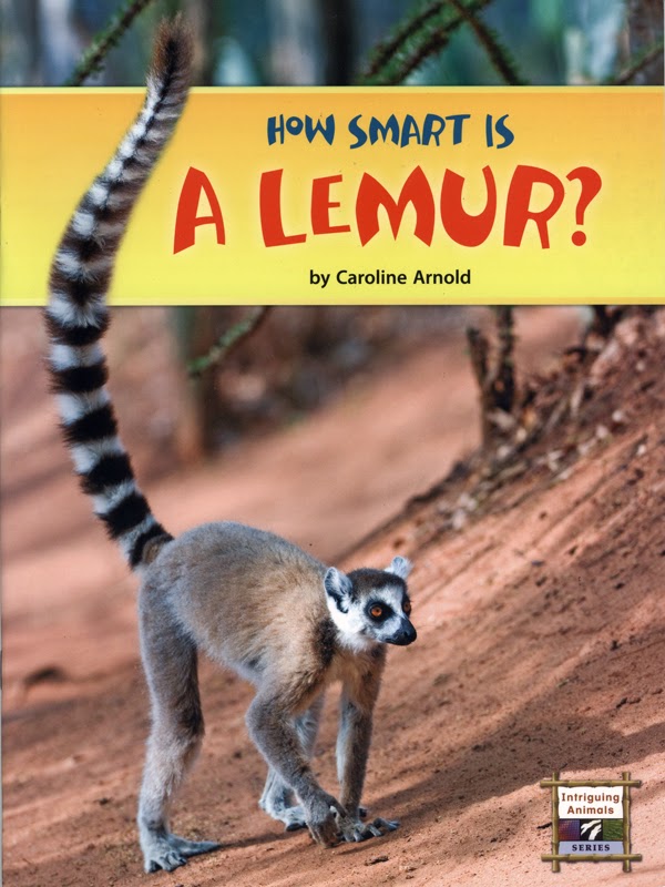 Caroline Arnold Art and Books: NEW BOOK! How Smart is a Lemur?