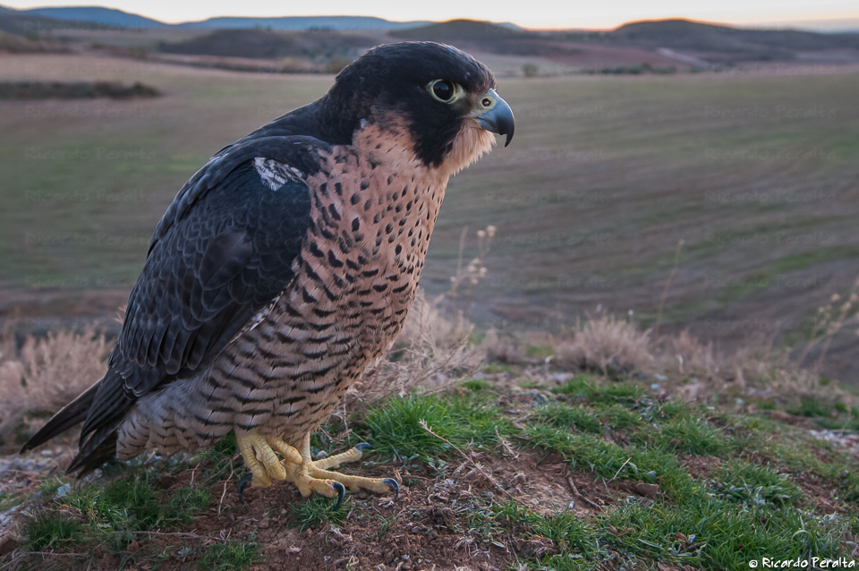 Ricardo Peralta. Fotógrafo de Naturaleza: Halcón Peregrino (Falco ...