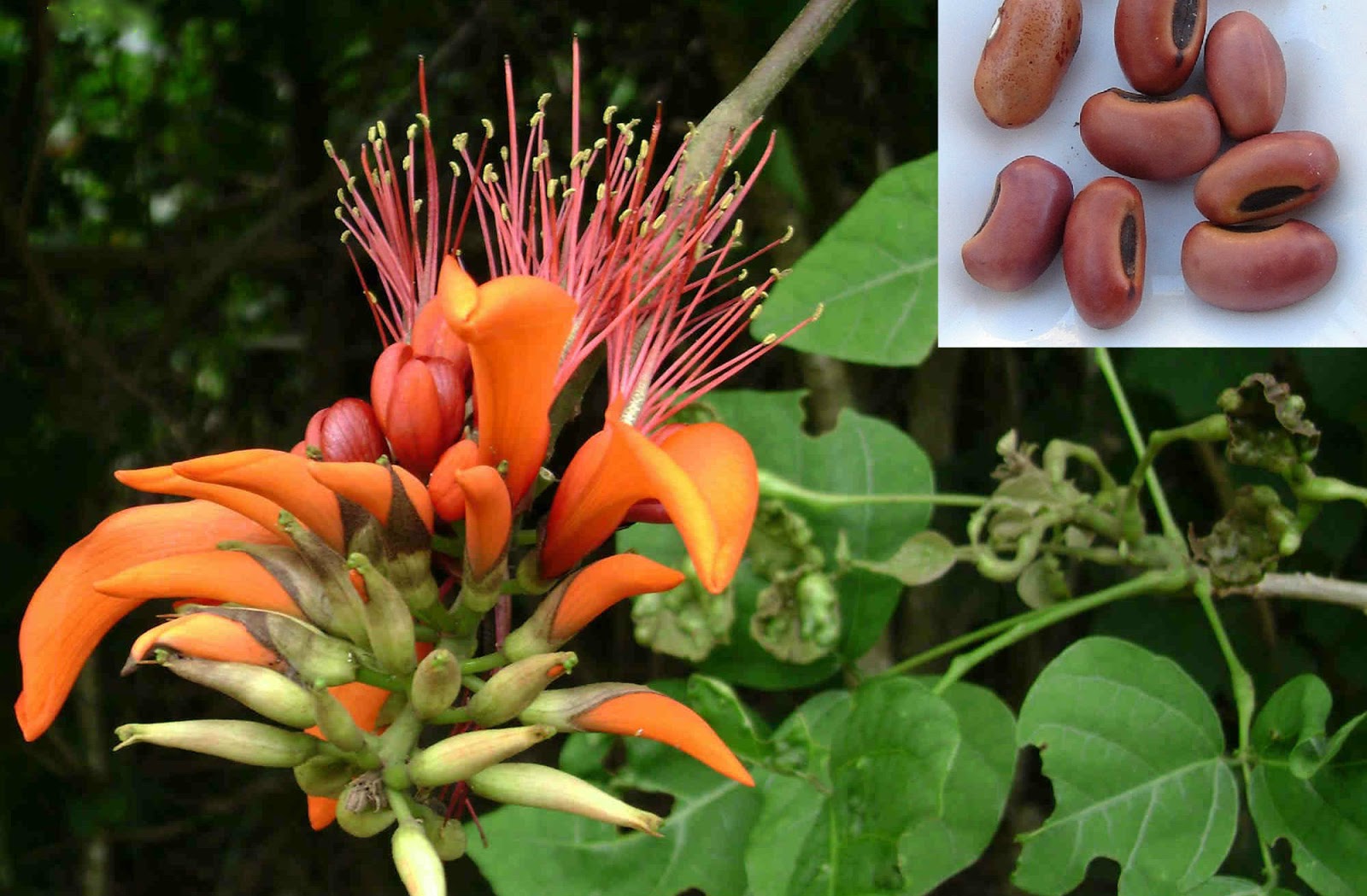 එරබදු [Erabadu] (Erythrina variegata) ~ අපේ ඔසුපැළ Medicinal Plants of ...
