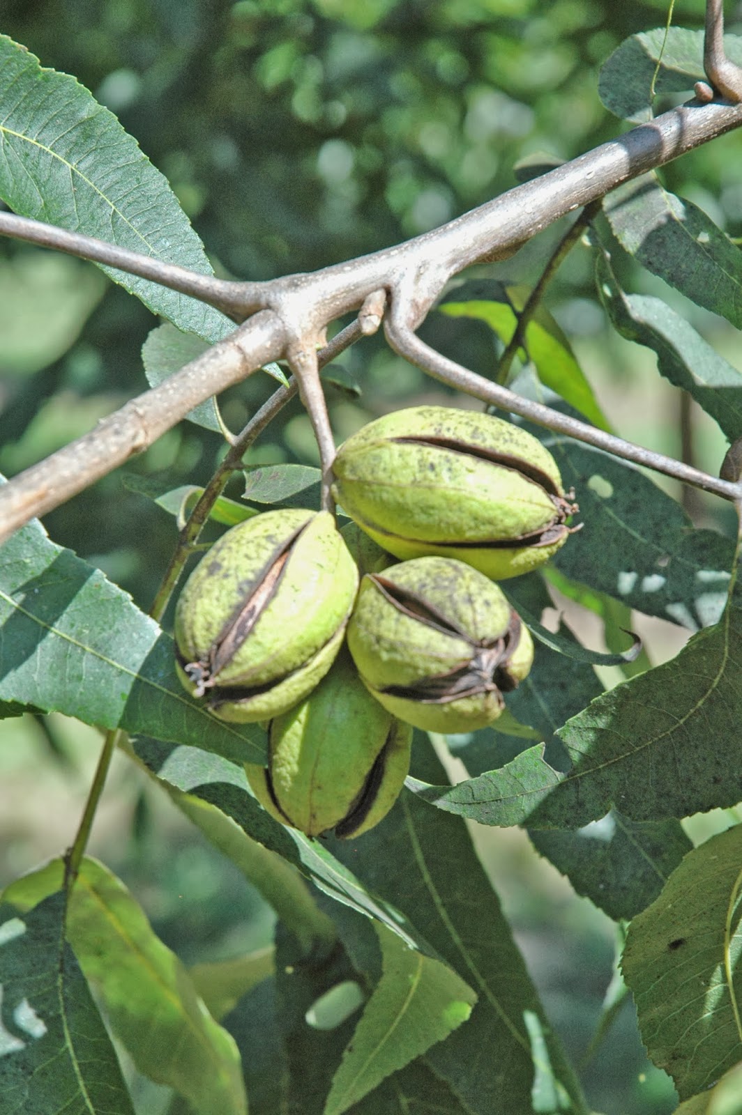 Northern Pecans: Early ripening pecan cultivars open shucks