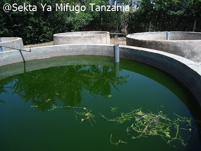 A A S TANZANIA LTD: AINA ZA MABWAWA YA KUFUGIA SAMAKI