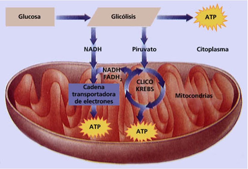 Respiracion Celular Ciclo Del Acido Citrico Mitocondria Images Porn Sex Picture
