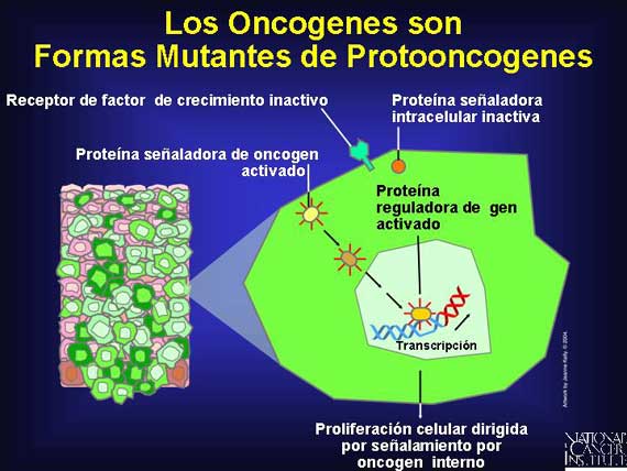 Cáncer: Los Protoncogenes y Los Oncogenes