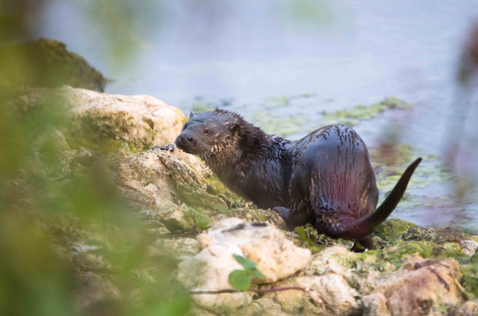 Pembrokeshire Wildlife: Stackpole Estate Bosherston Lilly Ponds Otter