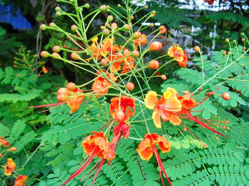 Manfaat Tanaman Kembang Merak | Khasiat Tumbuhan