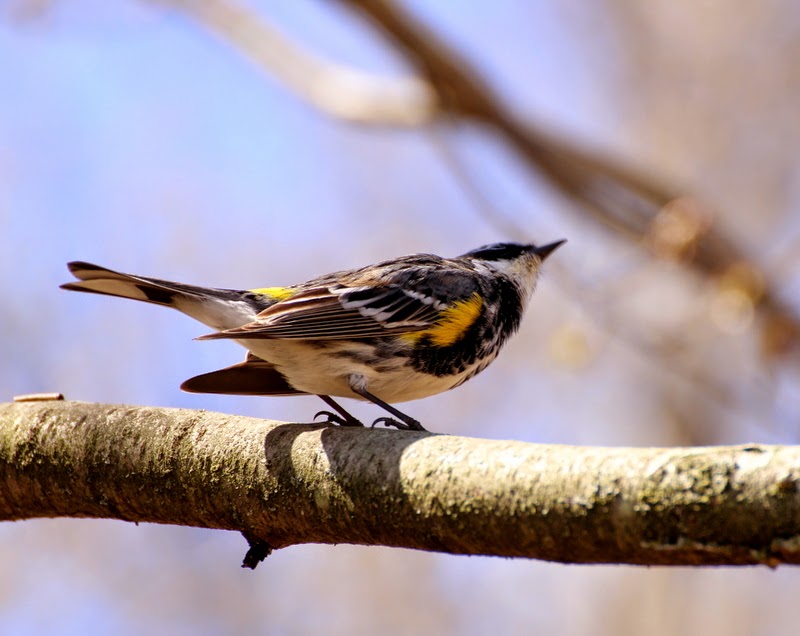 Listening in Nature: How many trills can you remember?