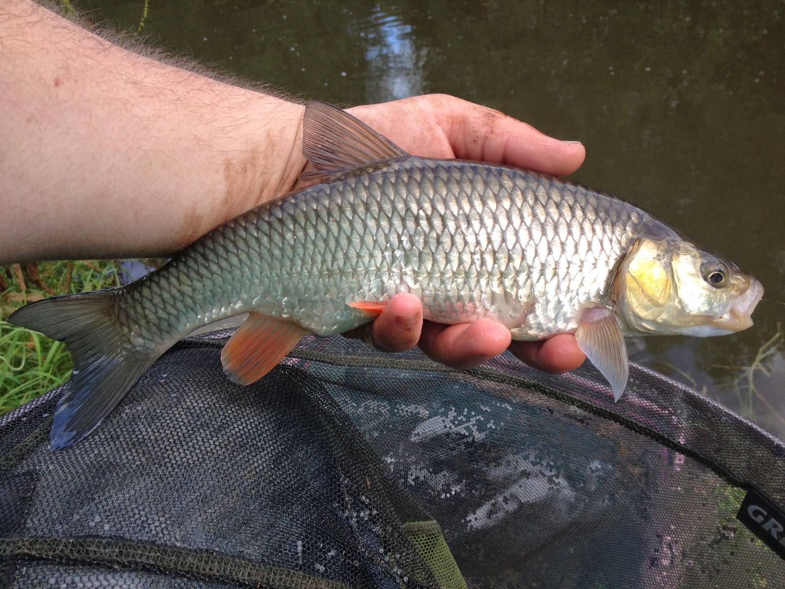 Danny's Angling Blog: River Dane Fishing: Coppers Show For Twilight Peg ...