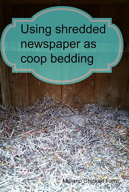 Using shredded newspaper as coop bedding - Murano Chicken Farm