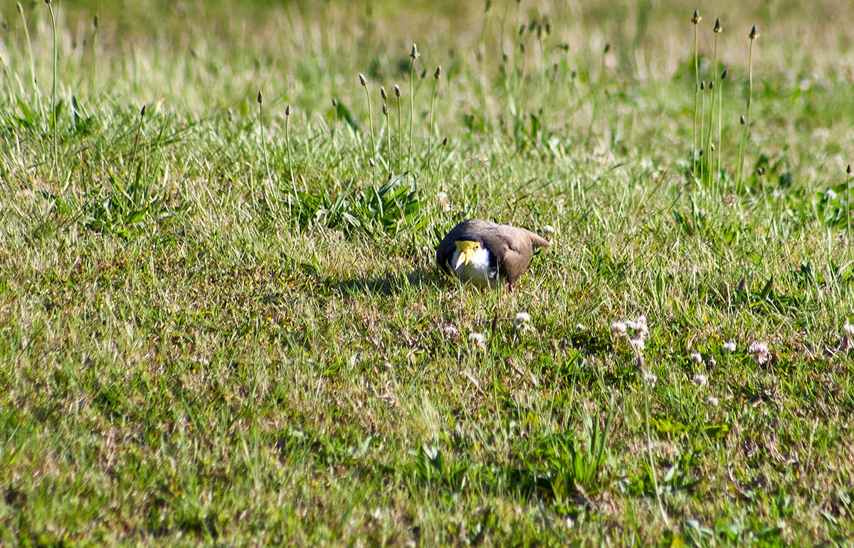 Wildlife of the Hunter Valley: Masked lapwings nesting in absurd locations