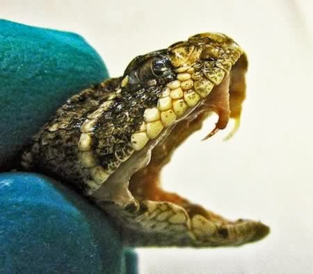 animals with Strange teeth - عالم المعرفة