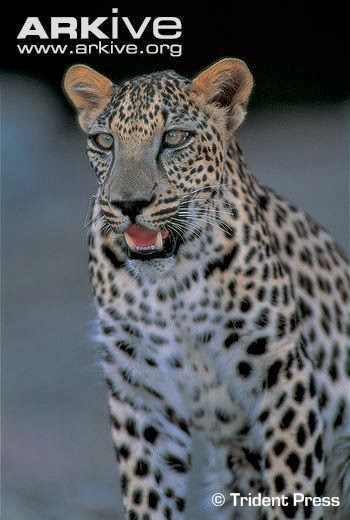 Macan Tutul Arab | Aquascape Ikan Hias dan Tanaman Air