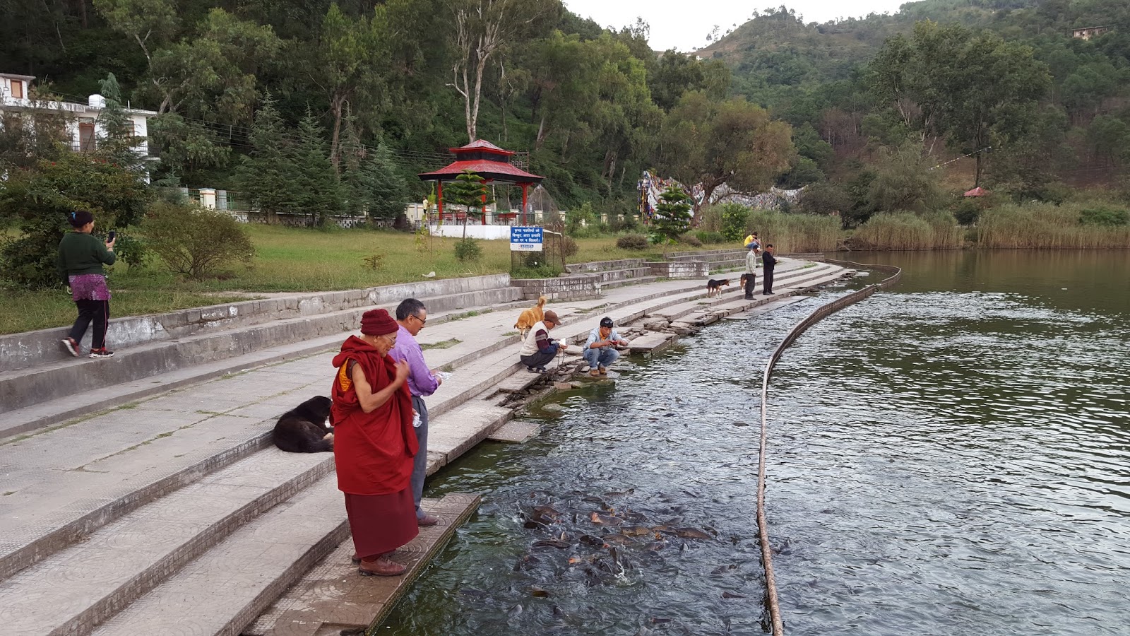 Overcome life: Rewalsar Lake or Tso Pema Lotus Lake - A heaven on earth!!!