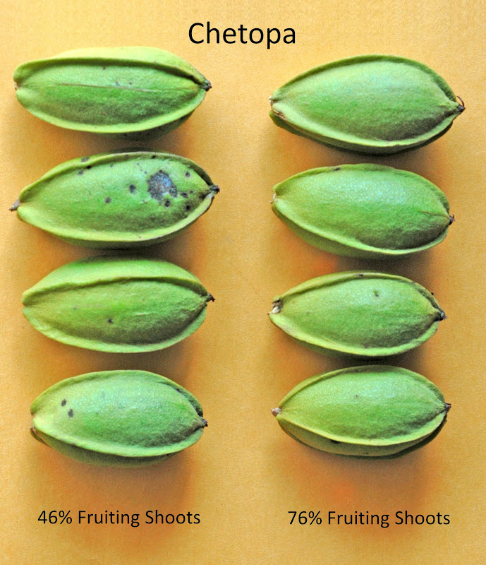 Northern Pecans: Pecan crop load, nut size, and kernel filling