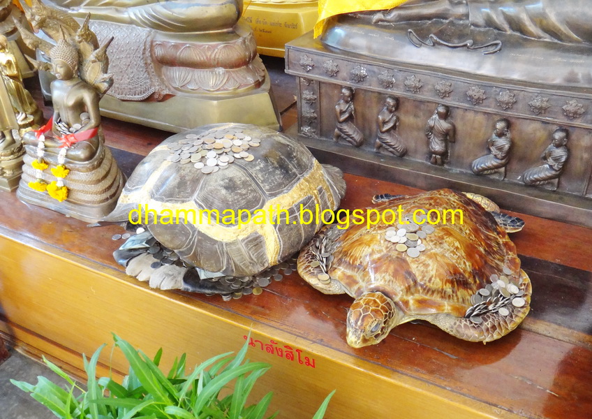 Dhamma Path Blog: Wat RaiTangThong ~ PhayaTow Turtle Temple Of LP Liew ...