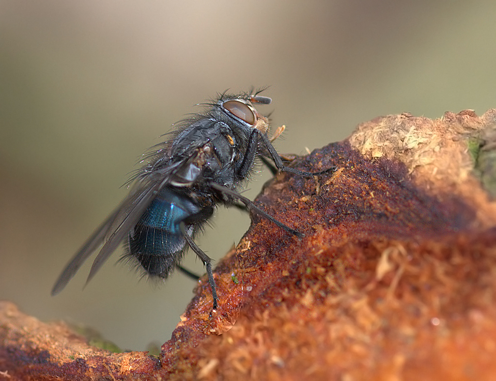 Natuurfoto Westerwolde: De groene vlieg
