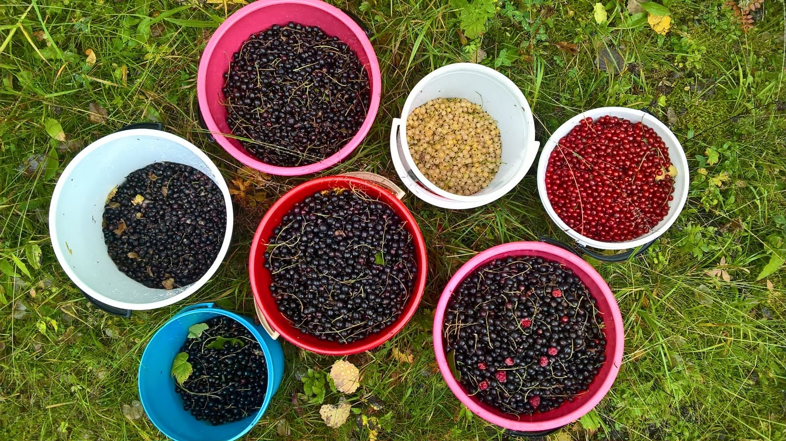 Täykkäri: Kolme pientä viinimarja-valkosuklaahyytelökakkua