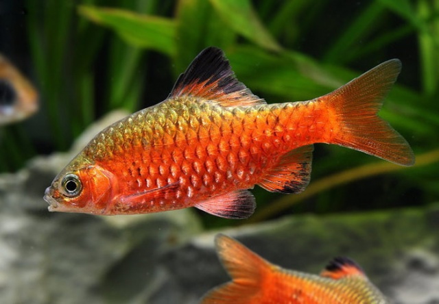 Mania de Aquário: Barbo Conchônio (Barbus cochonius, Barbo rosado ...