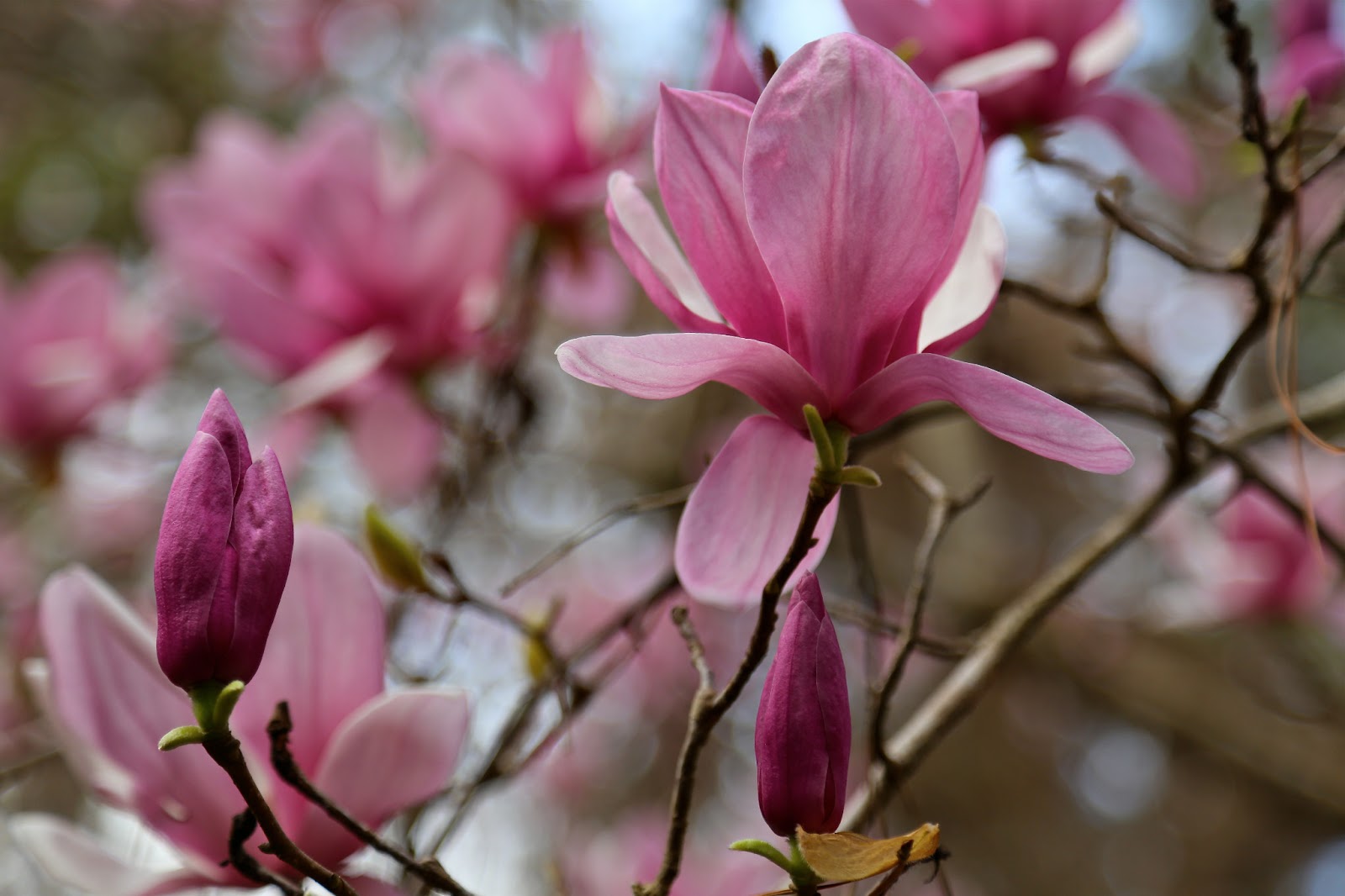 Sweet Southern Days: Japanese Magnolia Blossoms