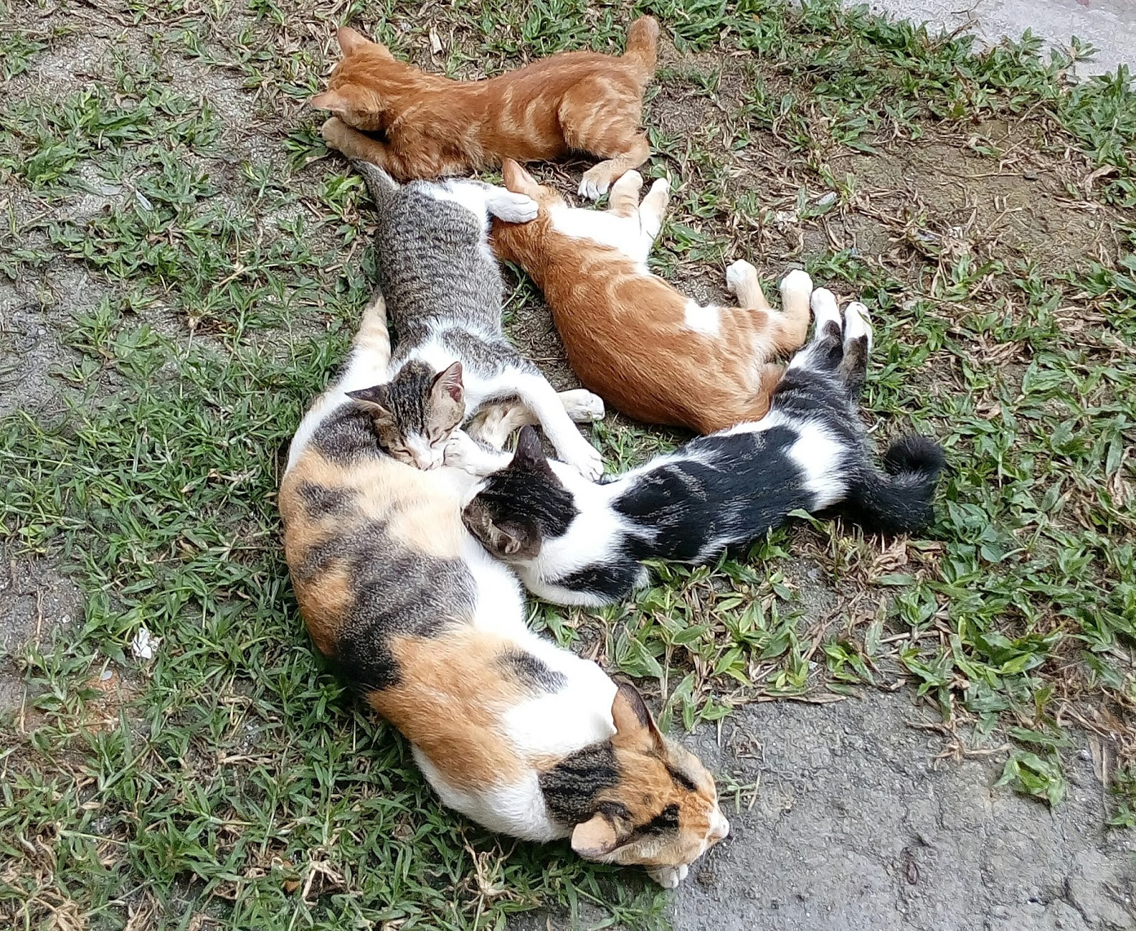 Kucing Utara: Kenapa Anak Kucing Mudah Cirit