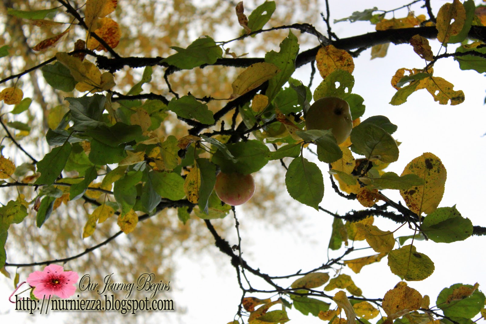 Our Journey Begins: Pokok Apple di musim luruh