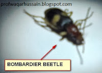 DANGEROUS BEETLE THAT EJECTS FIRE AND POISON - Articles