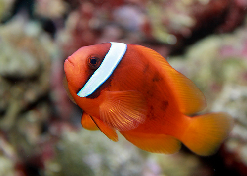 Clown Fish | Info and New Photos-Images | The Wildlife