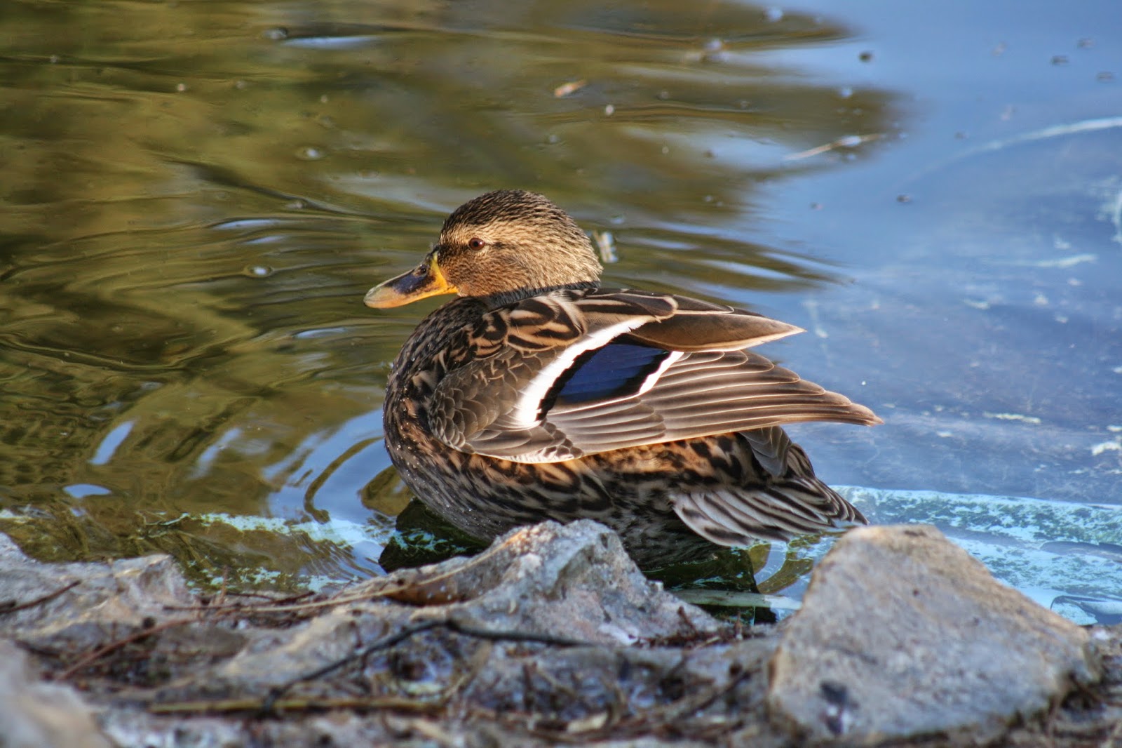 Pajaricos de Murcia: Anas platyrhynchos - Pato azulón