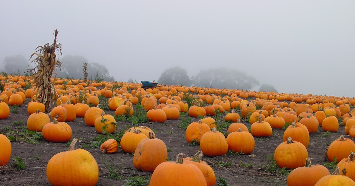 ClassicAndCozy: It's Pumpkin Season!