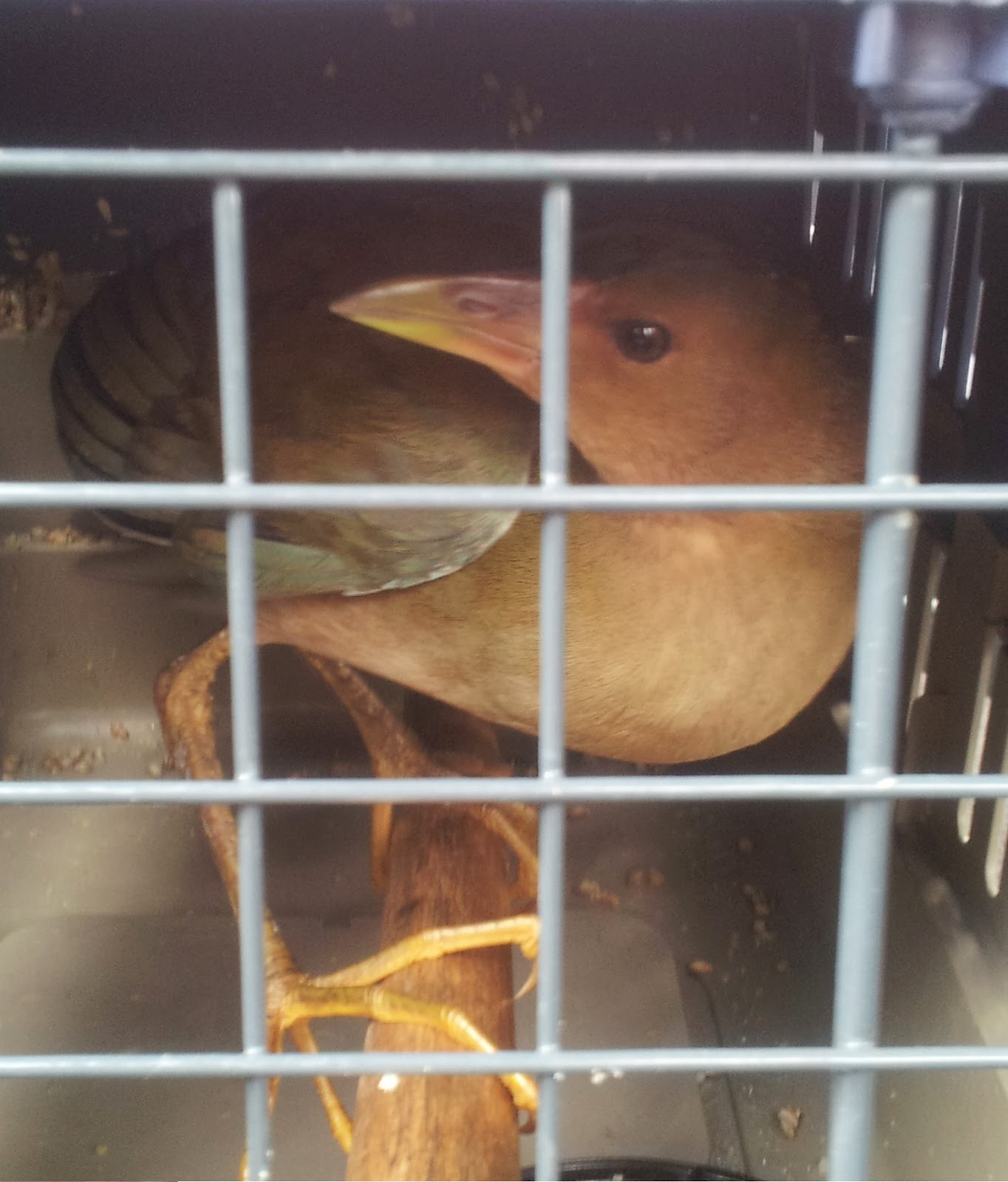 Tingua Azul. – i3cats