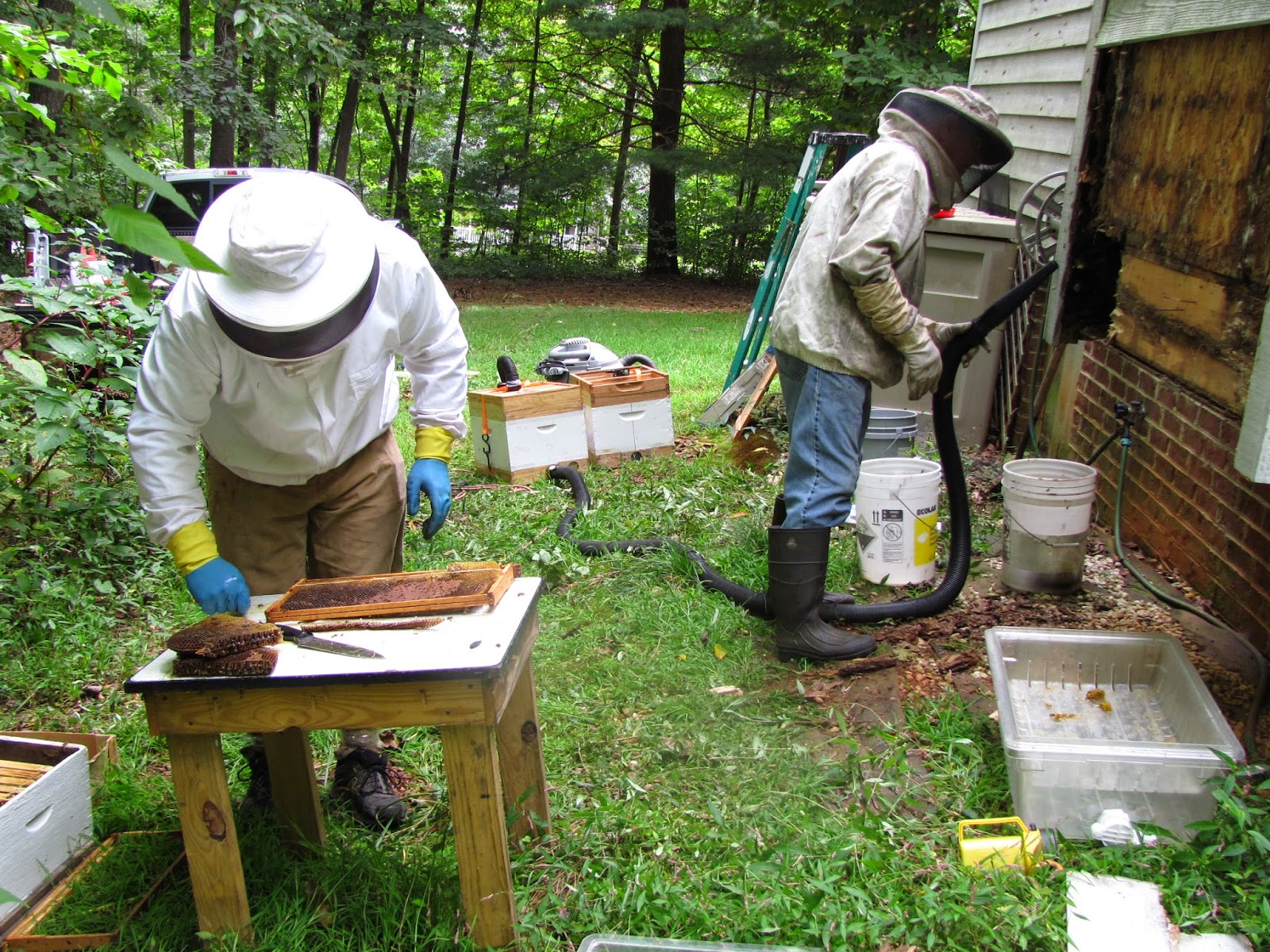 Aspen Honey Bees: Forest, VA Honey Bee Colony Removal