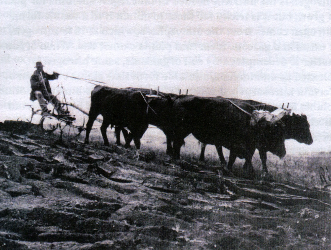 Bur Oak Blog: The World Beneath your Feet: Iowa's Prairie Legacy
